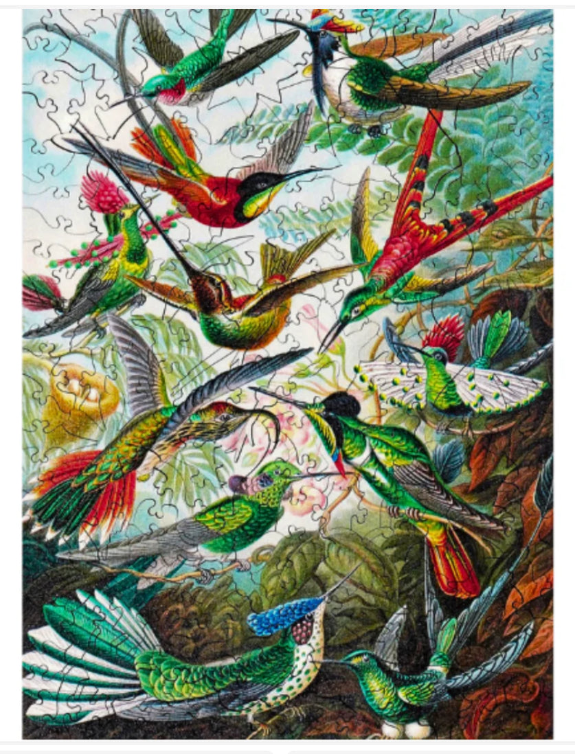 Hummingbirds – Inner Room Bribie